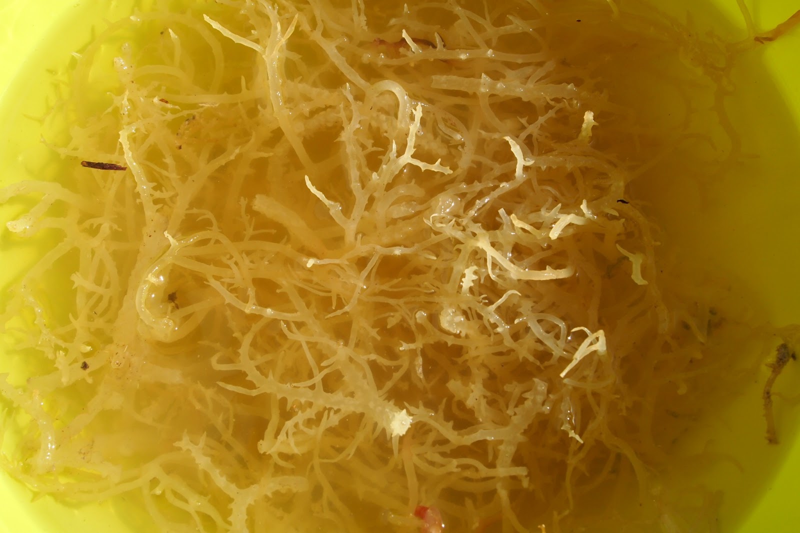 i, mee, and myself: Guso!