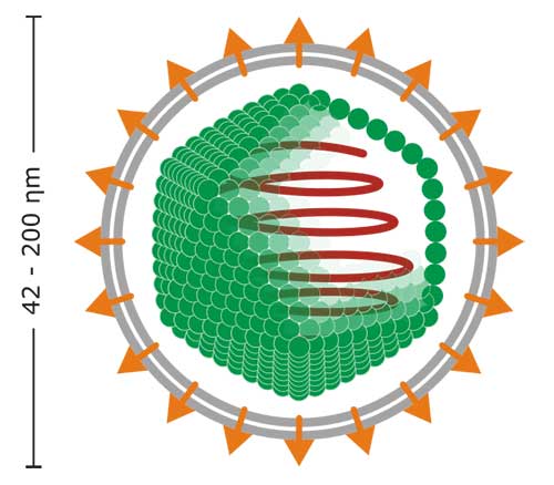 VIRUS: Arti kata, ciri-ciri, dan macam bentuk virus - LateLite