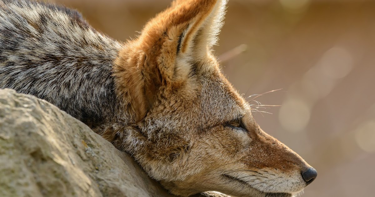 The Curious Case of John 'Running Fox' Green