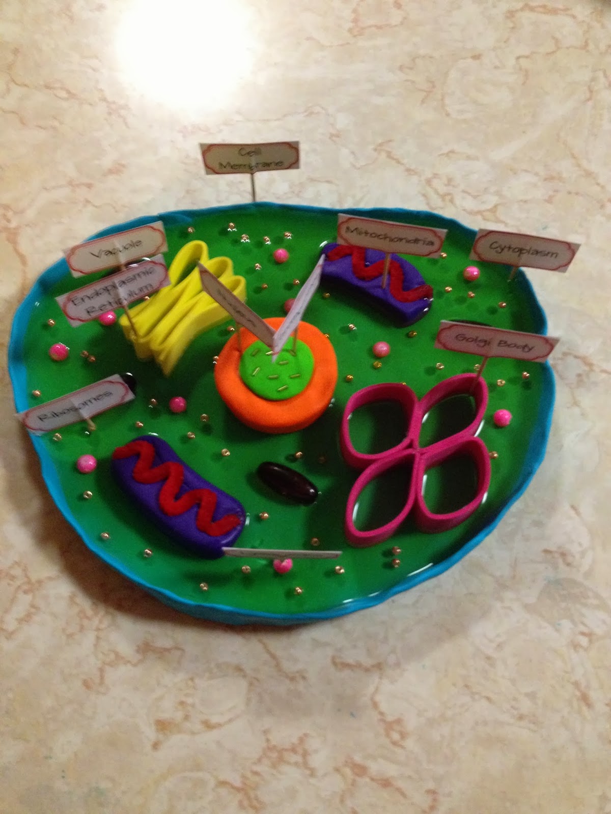 3d Model Plant Animal Cell Project Plant Cell 3D Project. Made With