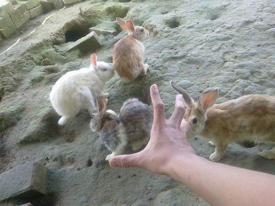 Sedap ke daging arnab? Ini cara untuk sembelih, siang dan masak daging ...