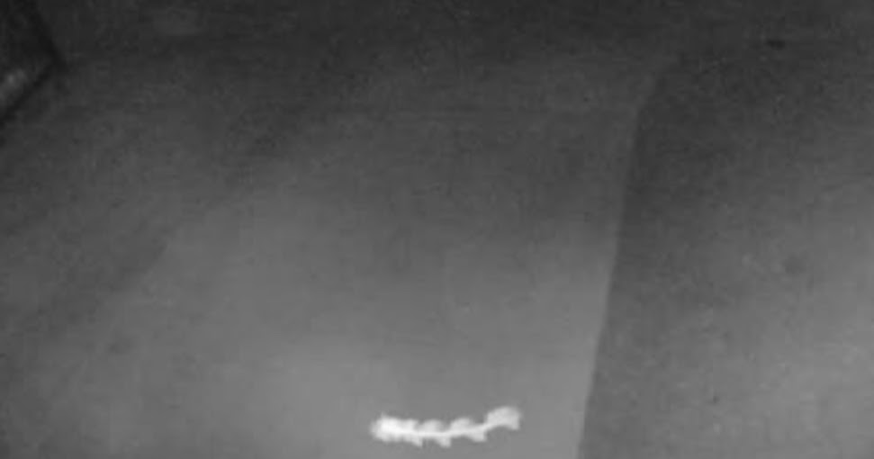 Insects in the City: Tubular flying insects