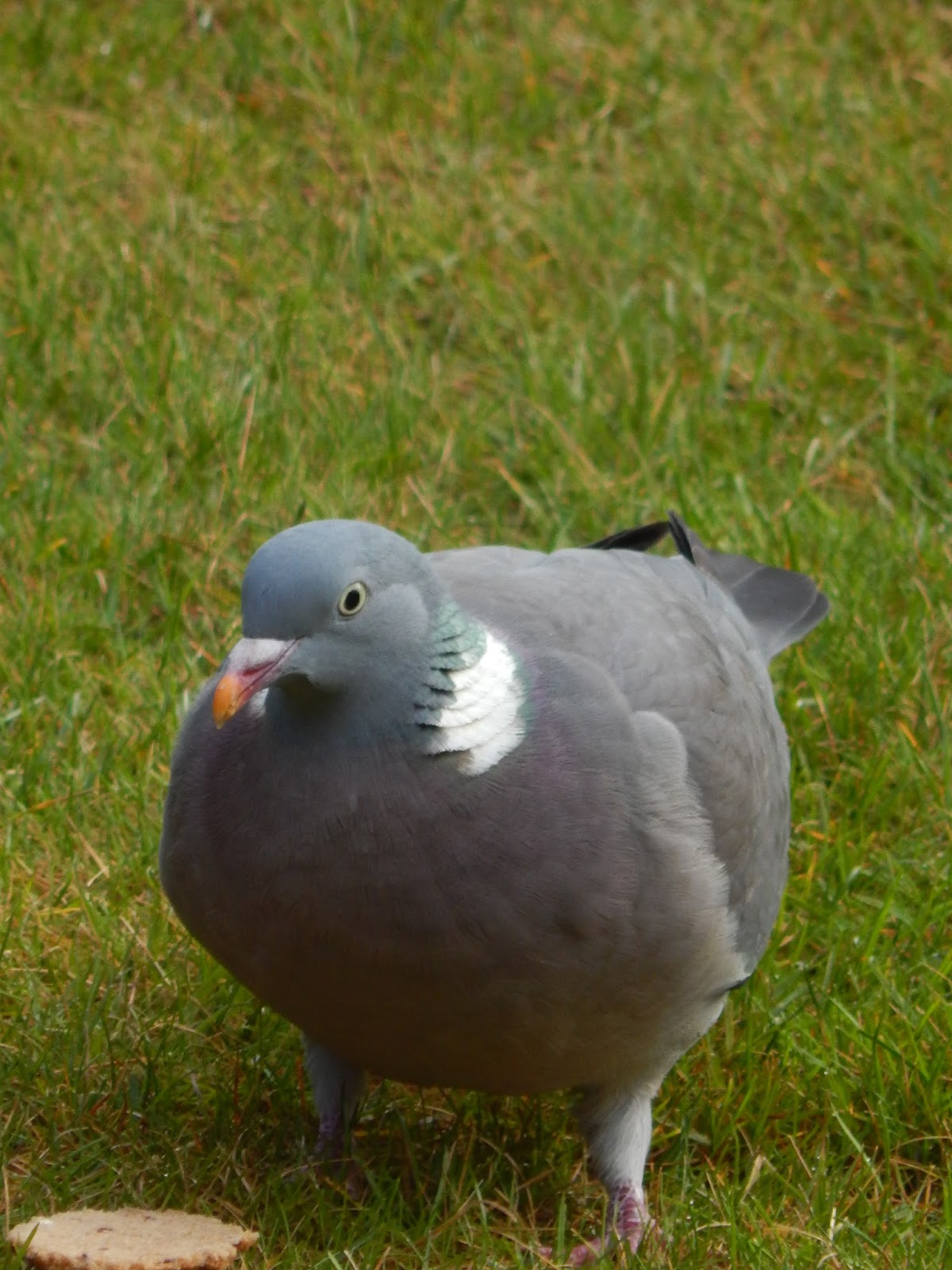 Tattewatteke: FOTO bosduif