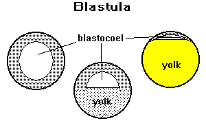 Knowledge Class: Development of Chick