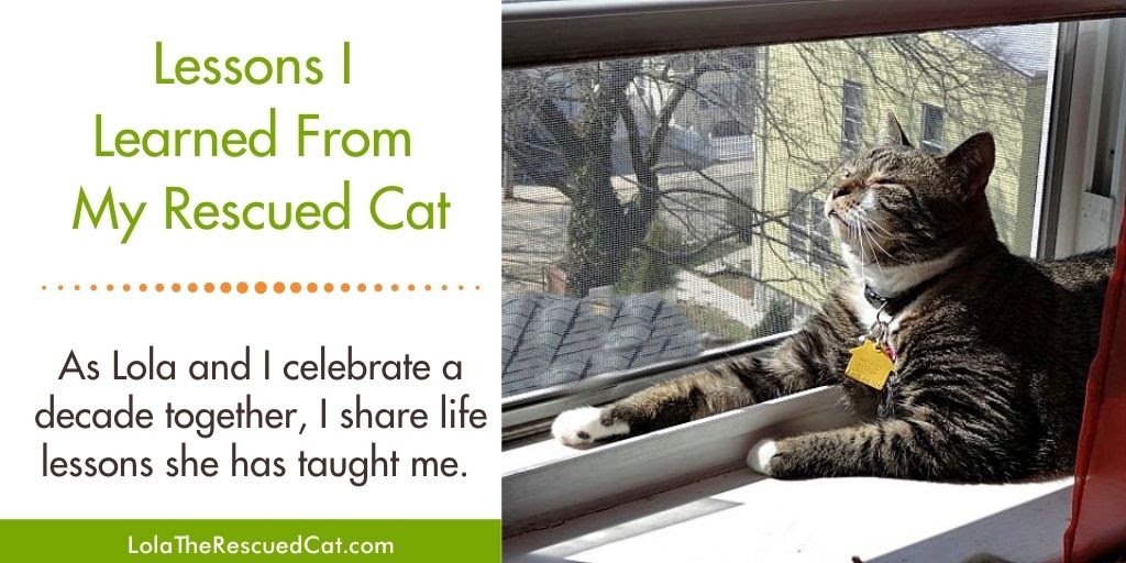 Lessons I Learned From My Rescued Cat | Lola The Rescued Cat
