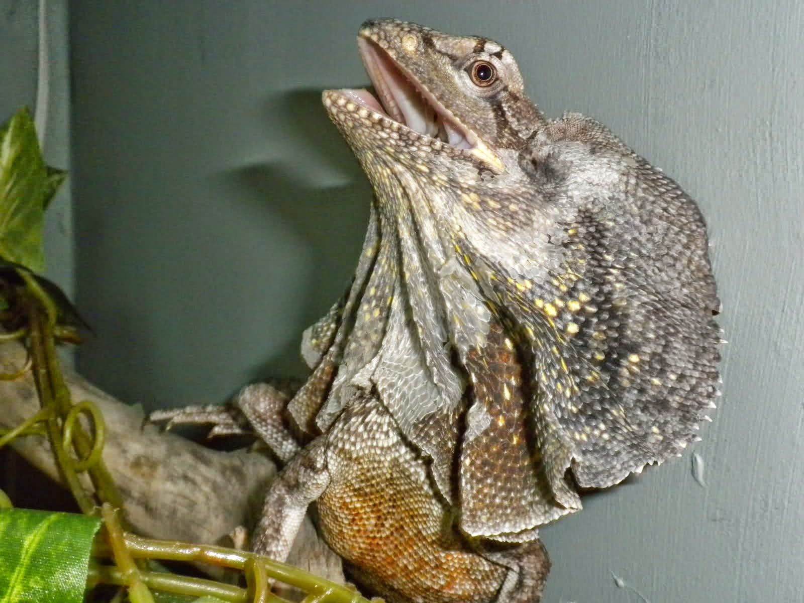 ΚΡΟΣΣΩΤΗ ΣΑΥΡΑ (FRILLED LIZARD) photos - wallpapers (ανανεωμένο) | the ...