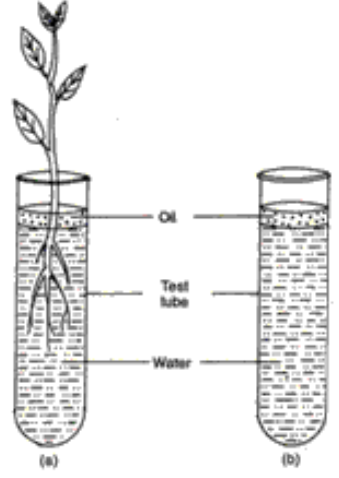 Frank Chapter 5 Transpiration ICSE Solutions Class 10 Biology