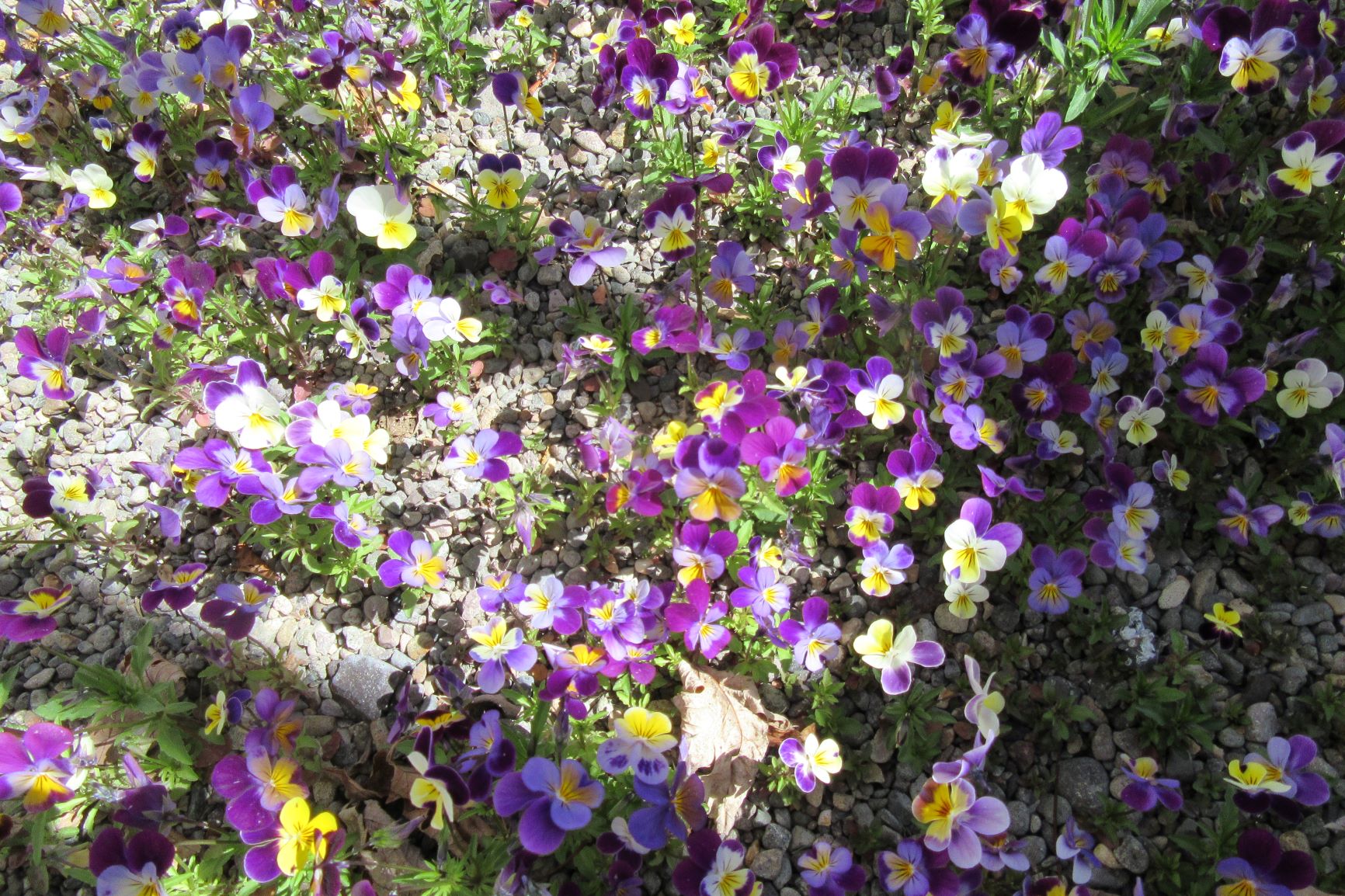 Mother Nature's Montrose Garden: Plant of the Month (April) : Wild ...