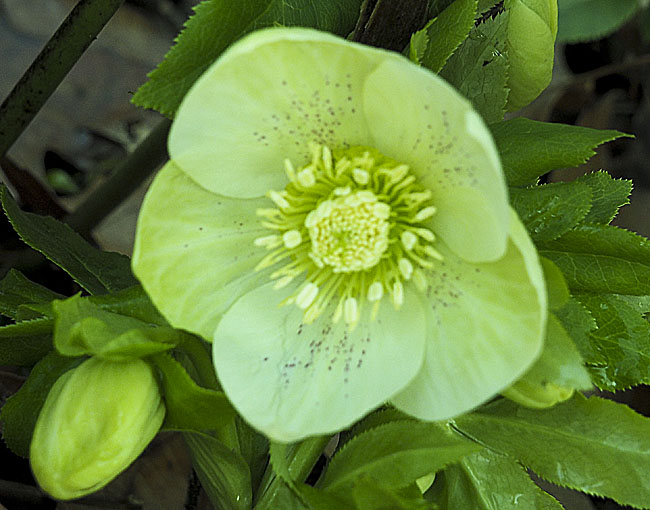 Randy & Meg's Garden Paradise