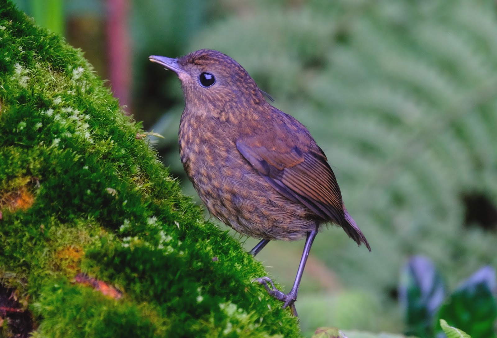 Mike is the name Birding is the game ( Birding in Malaysia - Malaysian ...