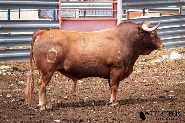 PELAJES DEL TORO DE LIDIA: PINTAS COLORADAS
