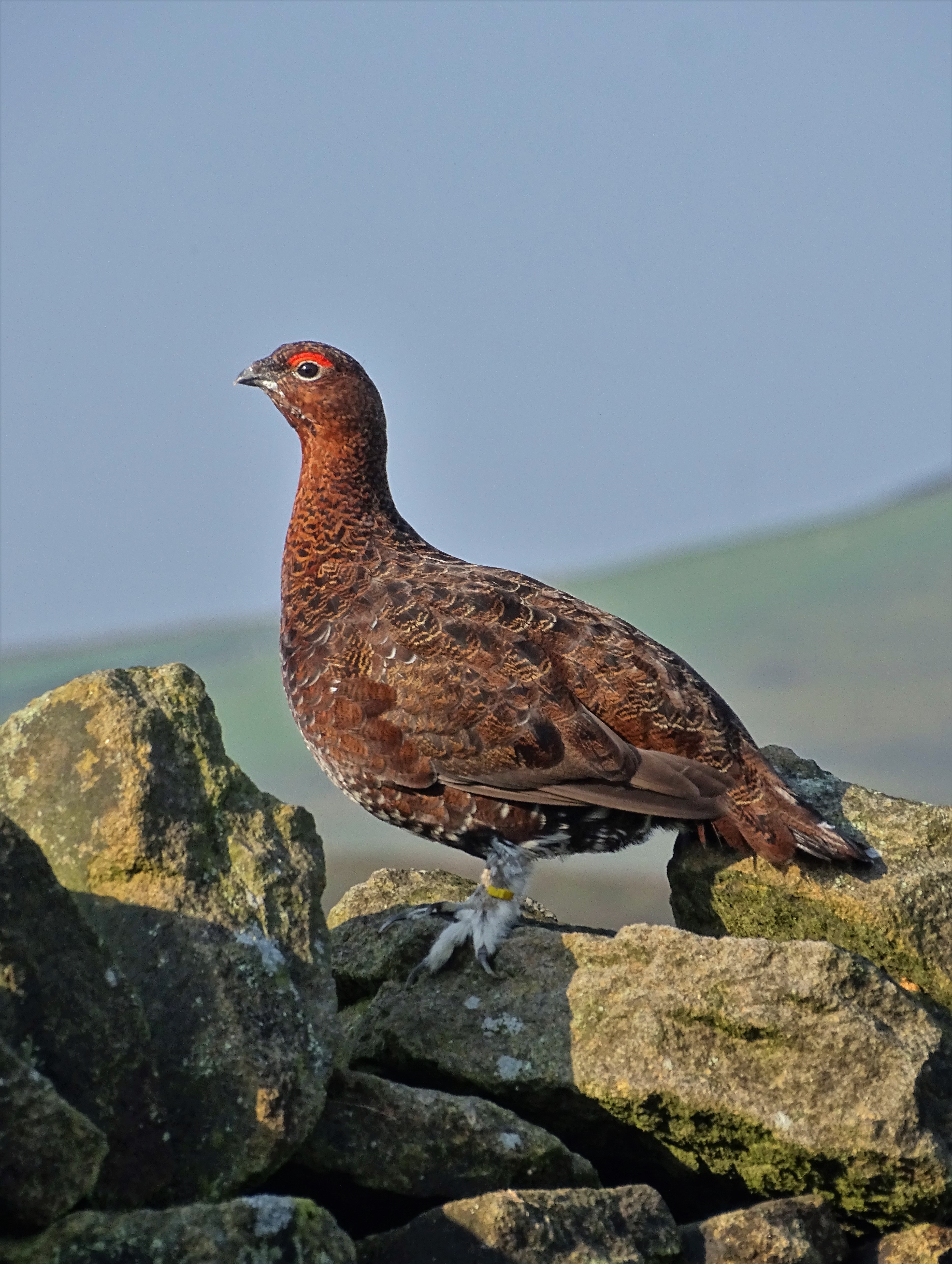 Yorkshire Pudding: Grouse