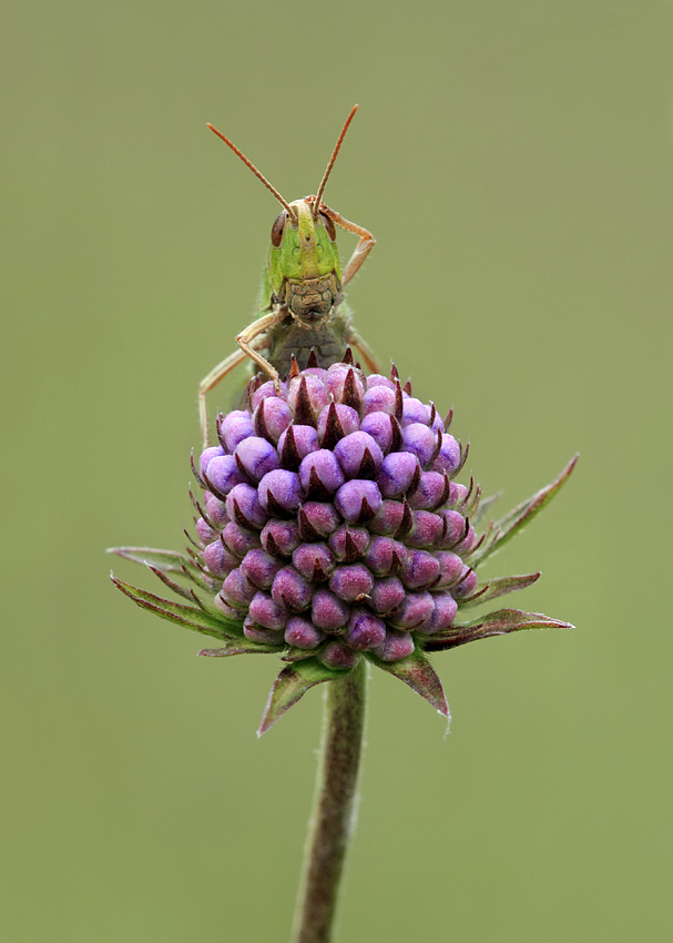Matt Cole Macro Photography: Insect Macro Photography Hints and Tips