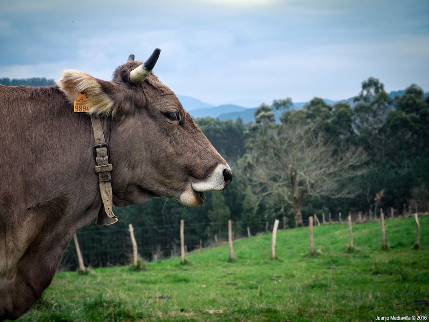 Vacas ~ Fotografía Juanjo Mediavilla