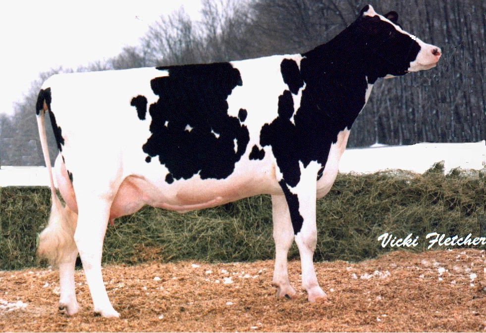 No Corner Suns: Animals in Art brainstorming worksheet