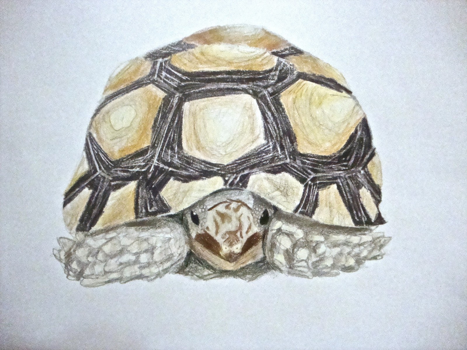 Courtney's Art Blog: Sulcata Tortoise Drawing