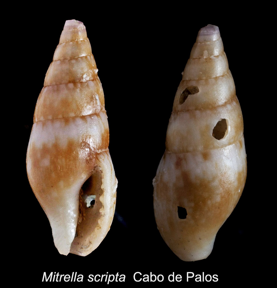 MALACOLOGÍA MEDITERRÁNEA: Columbella y Mitrella