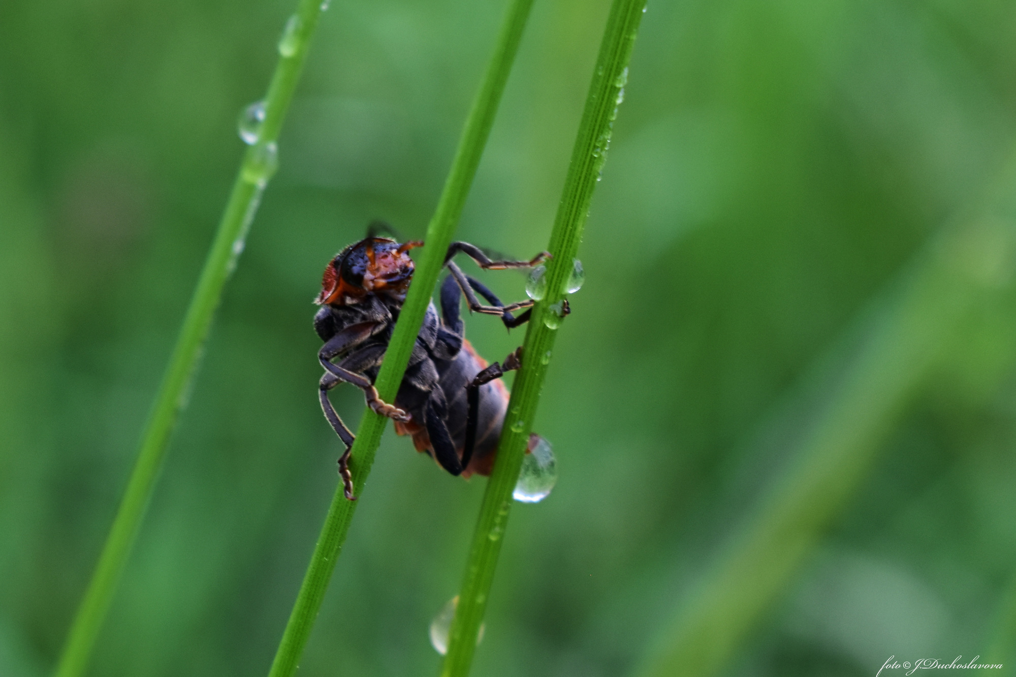 PŘÍRODA: Mouchy, brouci, tiplice