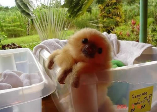 White Wolf : Cute Baby Sloths (Photos-Video)