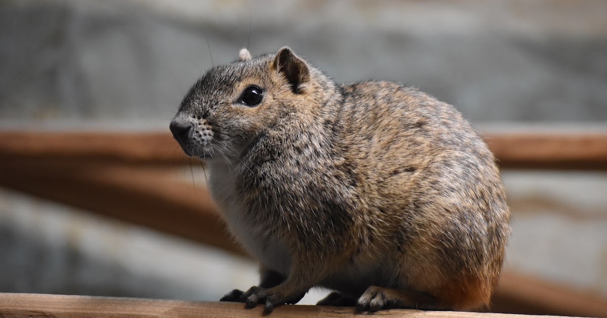ZOOTOGRAFIANDO (6.100 ANIMALS): MOCÓ / MOCO (Kerodon rupestris)
