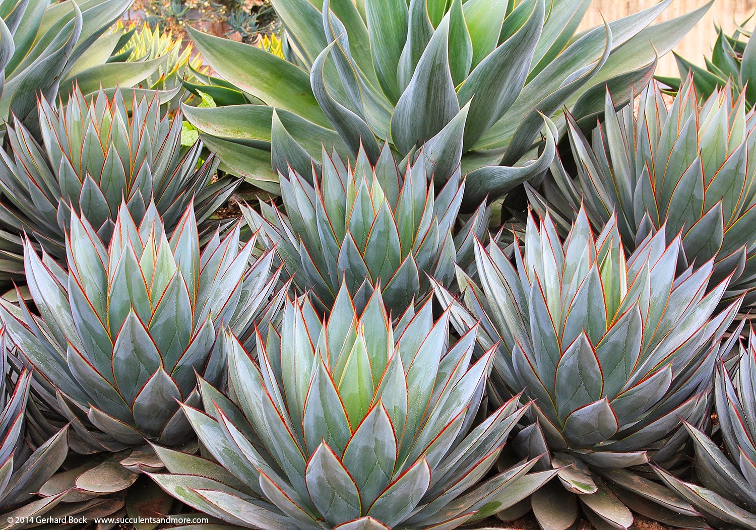 Today is National Agave Day!