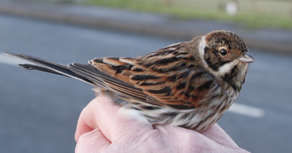 Another Bird Blog: Some You Win