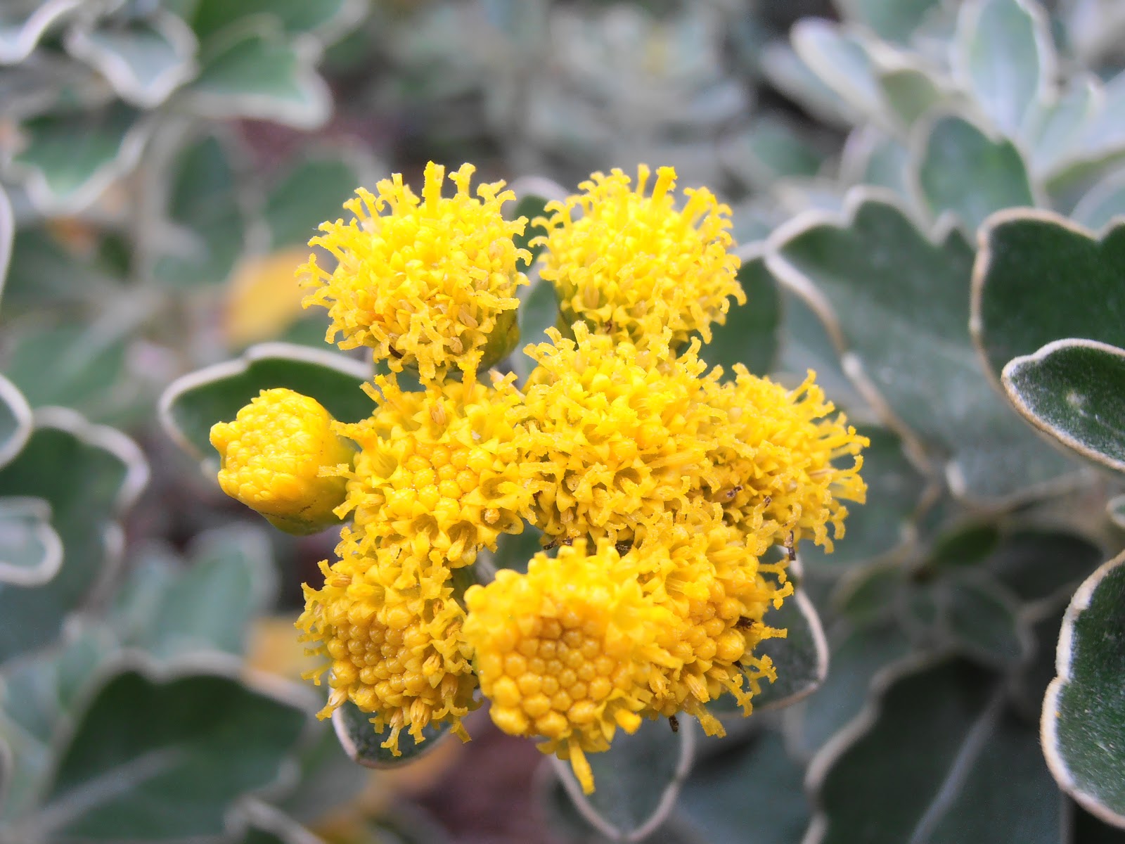 AJANIA: Ajania pacifica | Plantas rioMoros