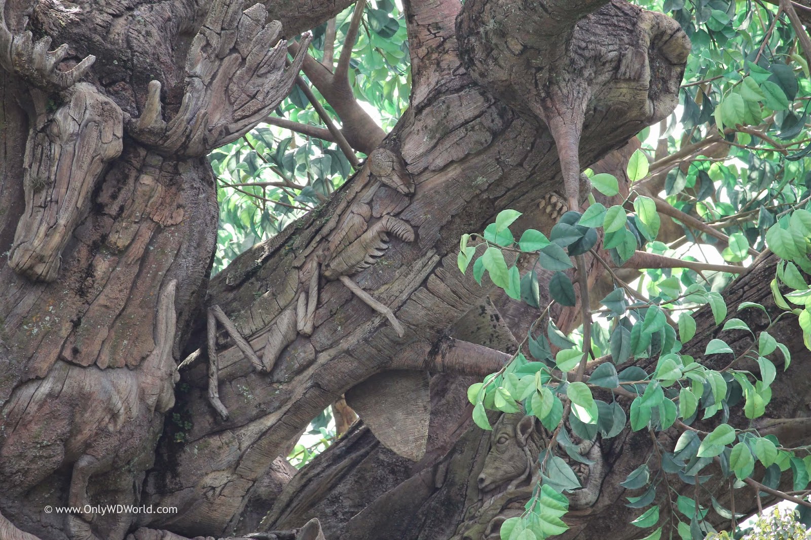 A Closer Look At The Tree Of Life at Disney's Animal Kingdom | Disney ...