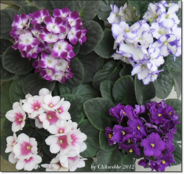 Mundo das Plantas : Violetas