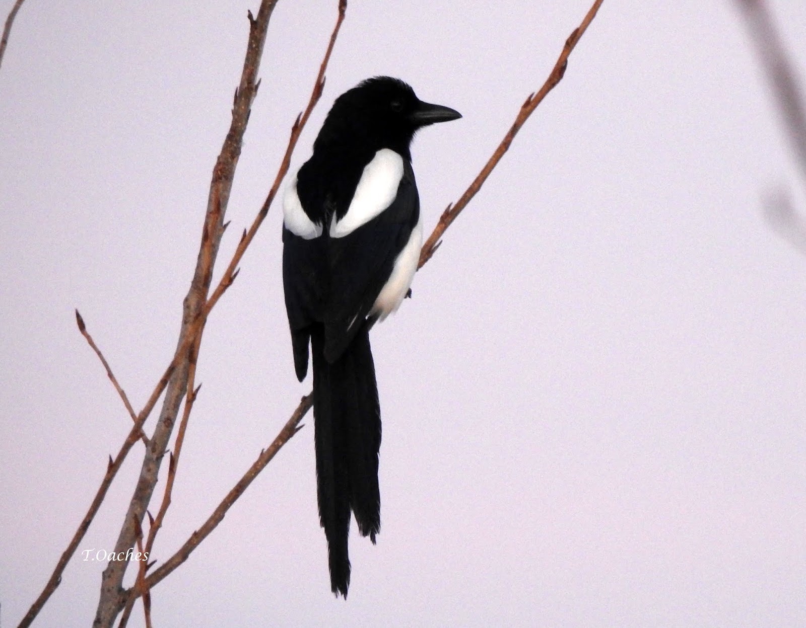 PASARI DIN ROMANIA: COTOFANA, Pica pica