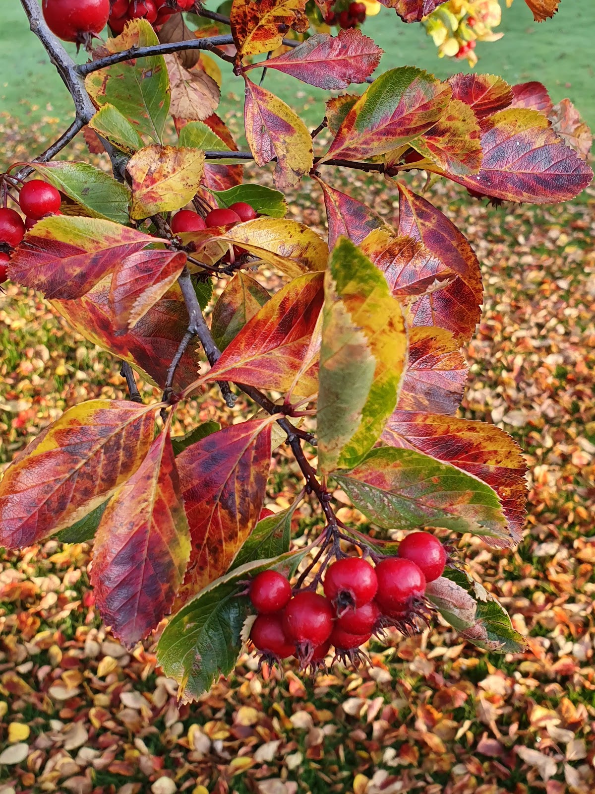 Gardener To The Big House: My Flower Of The week (Cockspur Hawthorn).