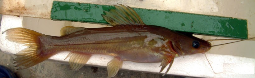 Bagaimana Cara Memijahkan Ikan Baung | Budidaya Ikan | Ikan Hias ...