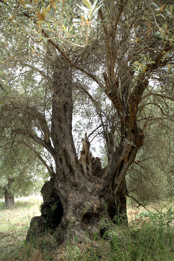 Antiguos OLIVOS del Mediterráneo : GREECE. ELLADA. CRETE. RETHYMNO ...