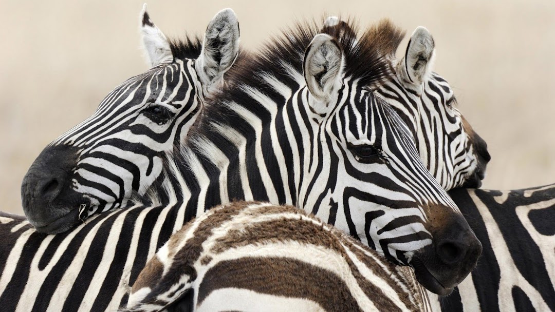 Zebra HD Wallpapers