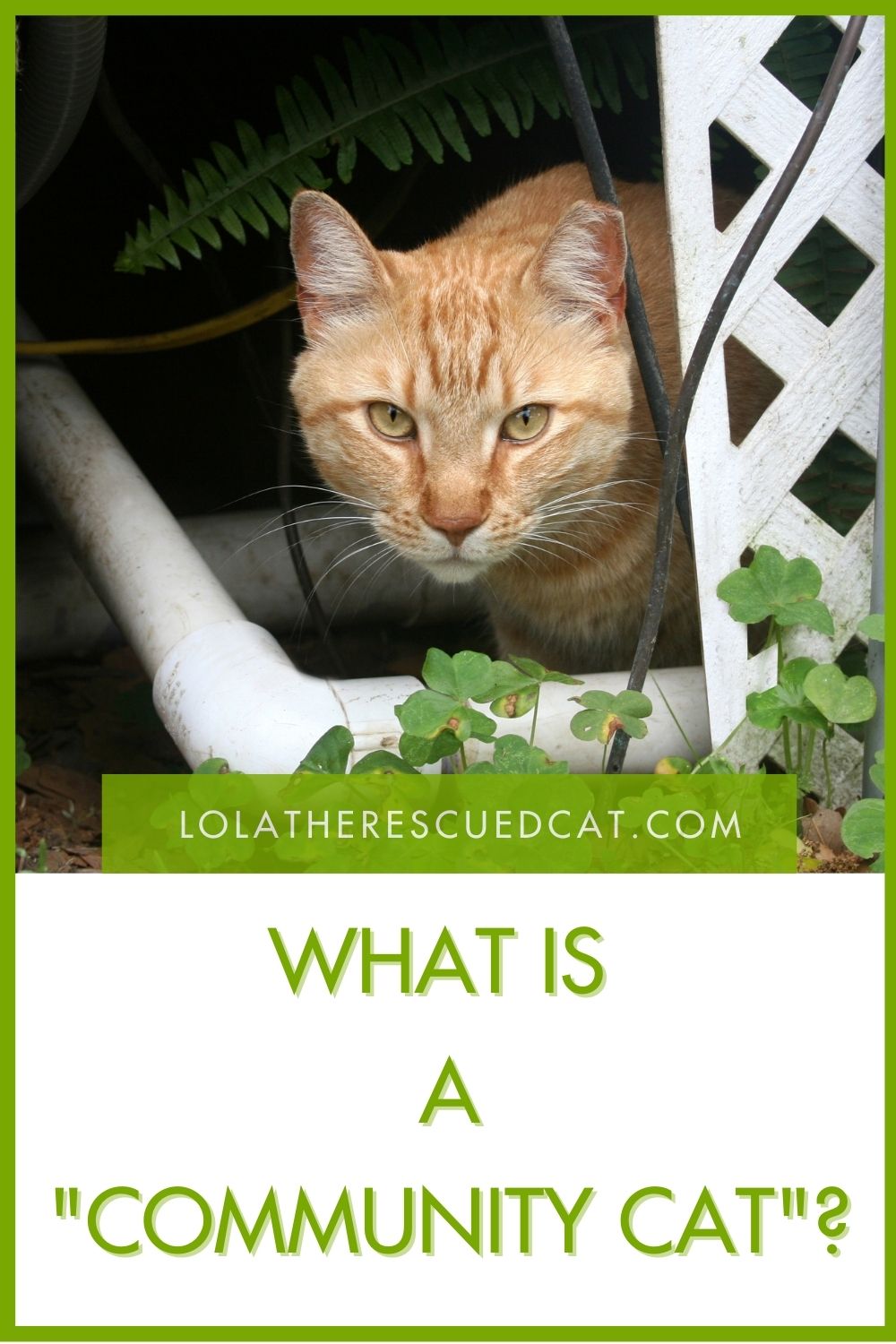 What is a Community Cat? | Lola The Rescued Cat