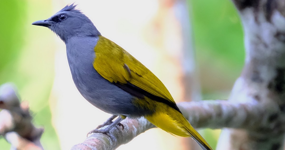 Mike is the name Birding is the game ( Birding in Malaysia - Malaysian ...