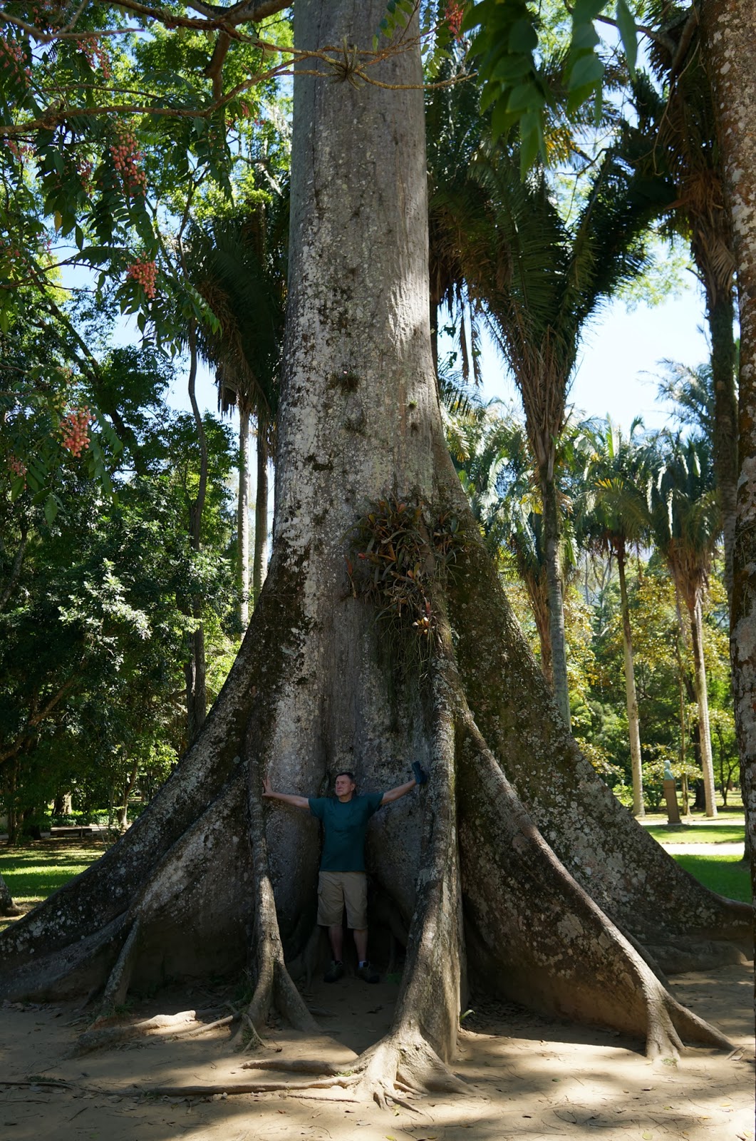 Amphibear: Rio for tourists