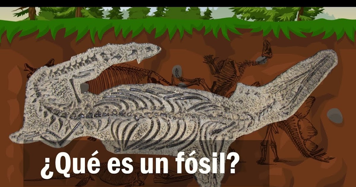 PRIMERA ACTIVIDAD SOBRE "FÓSILES" PARA 2° A y B 16/11