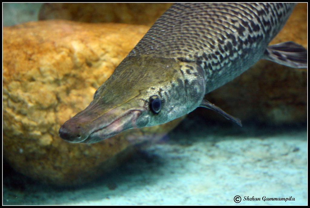 Alligator Gar Wallpapers & Pics | Animals Library