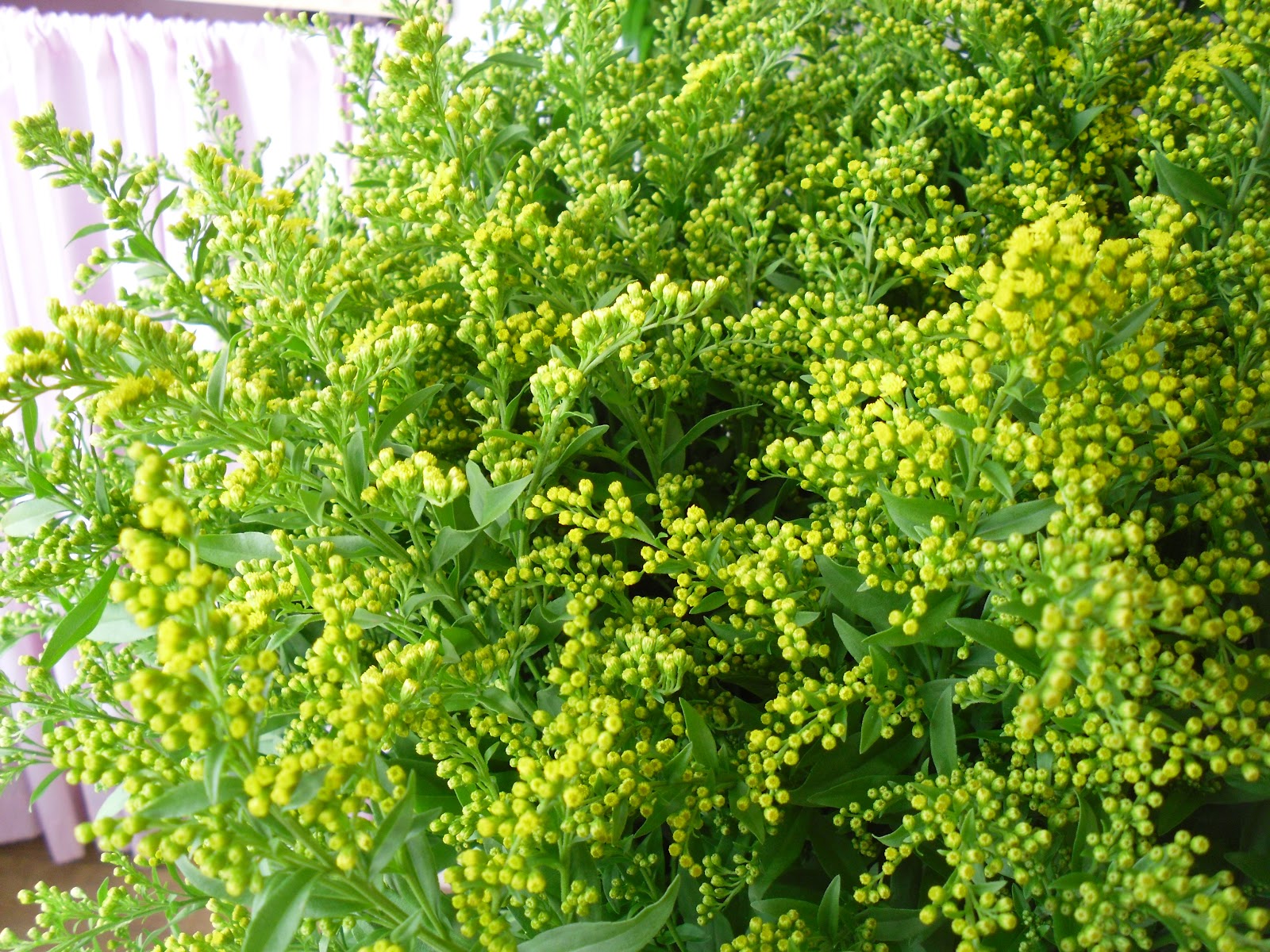 Flowers in Bloom: May 2012