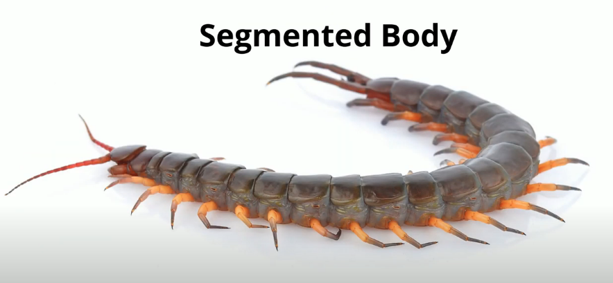 Characteristics of myriapods | MooMooMath and Science