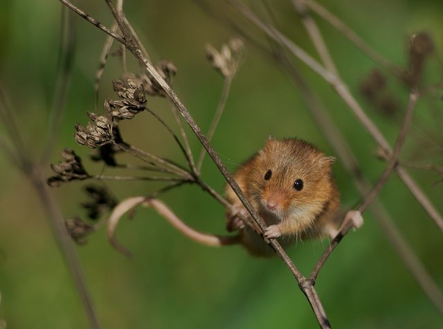 British Wildlife Centre ~ Keeper's Blog: Harvest Mouse; Species Profile