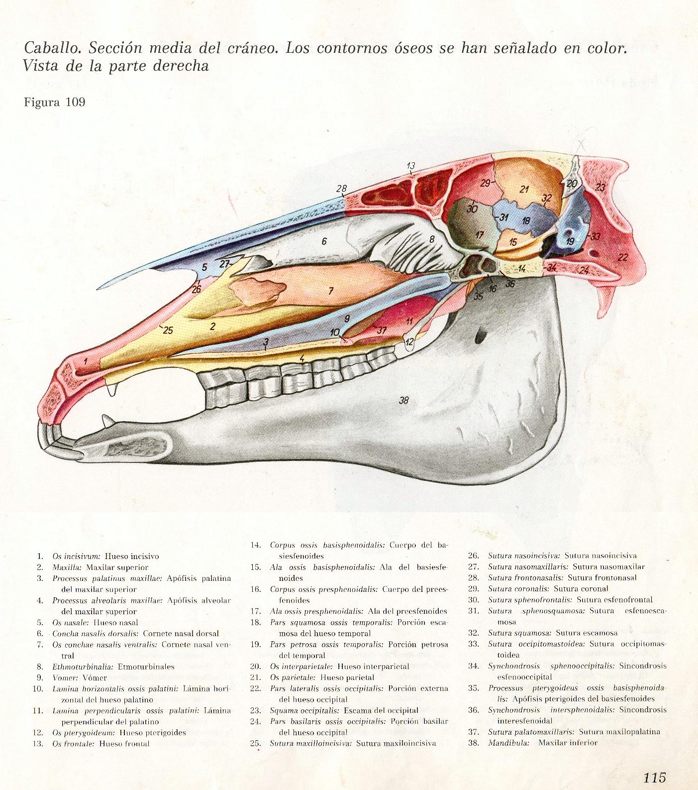 Anatomia Veterinaria: Cráneo de equinos