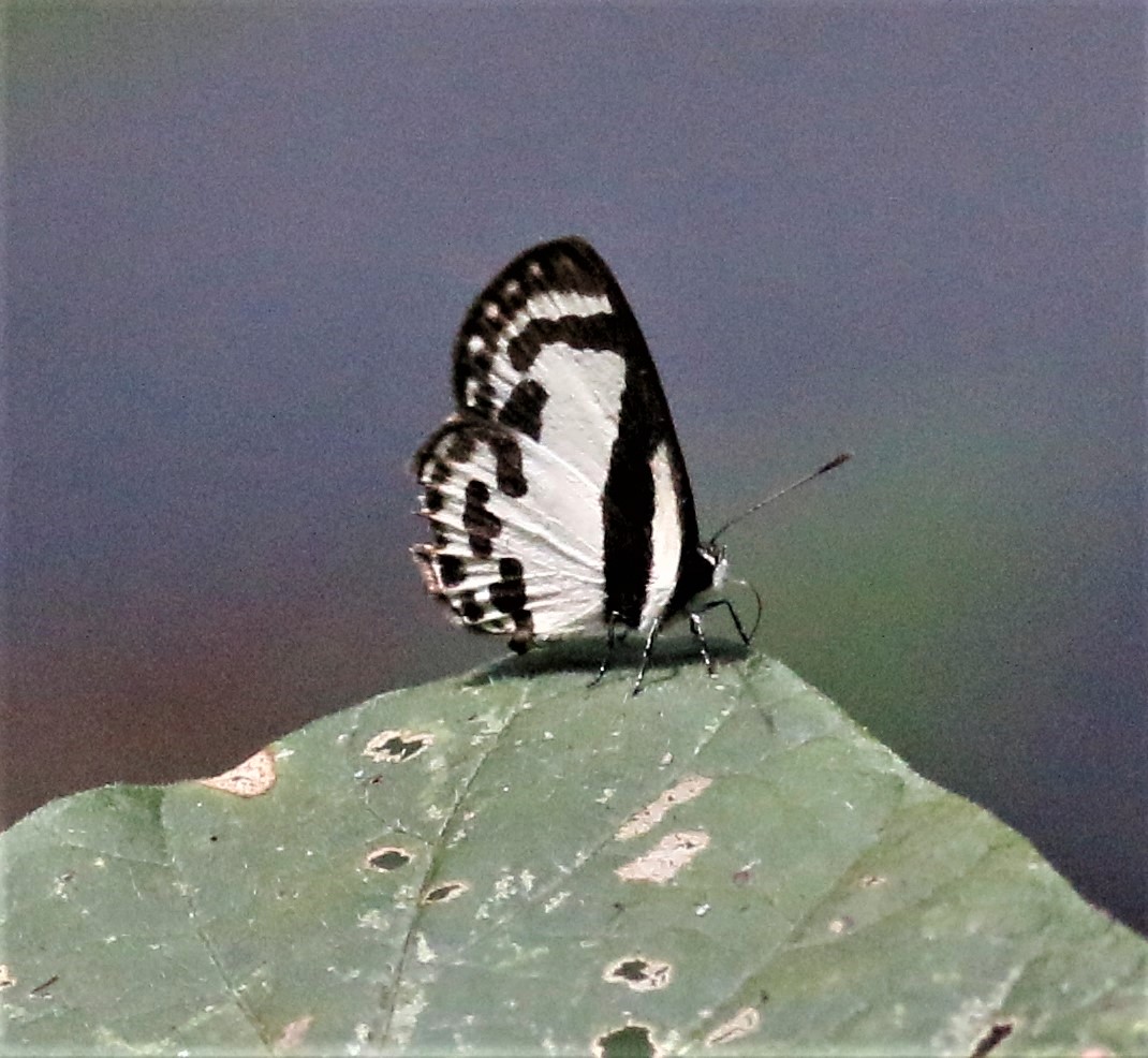RON - BUTTERFLY GALLERY (Malaysia): Butterflies of Peninsular Malaysia ...