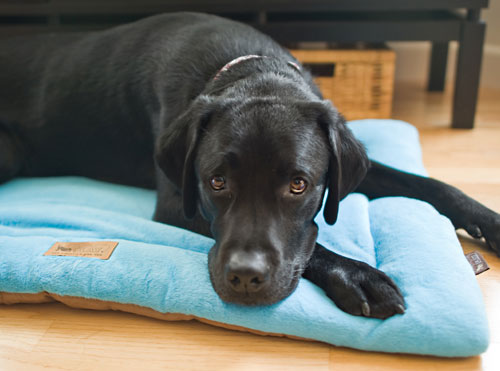 Dog Mat Training in 3 Simple Steps | Australian Dog Lover