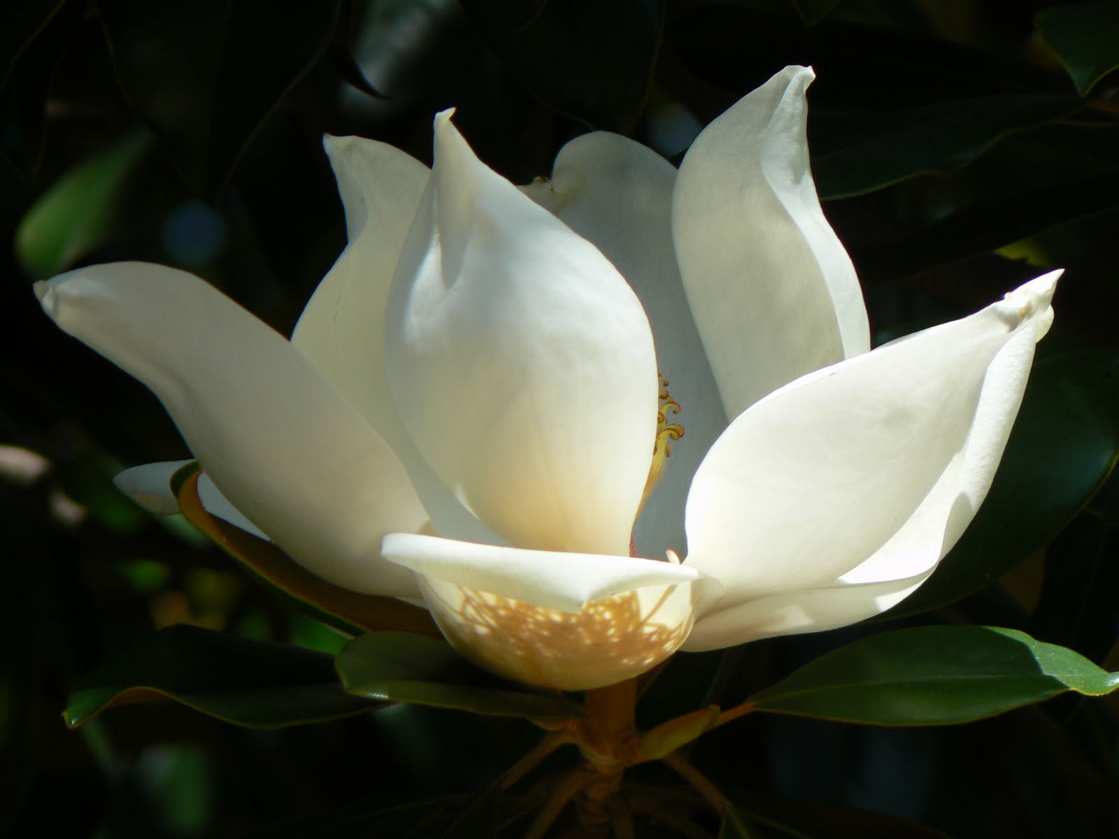 Imagenes De Flores Magnolias