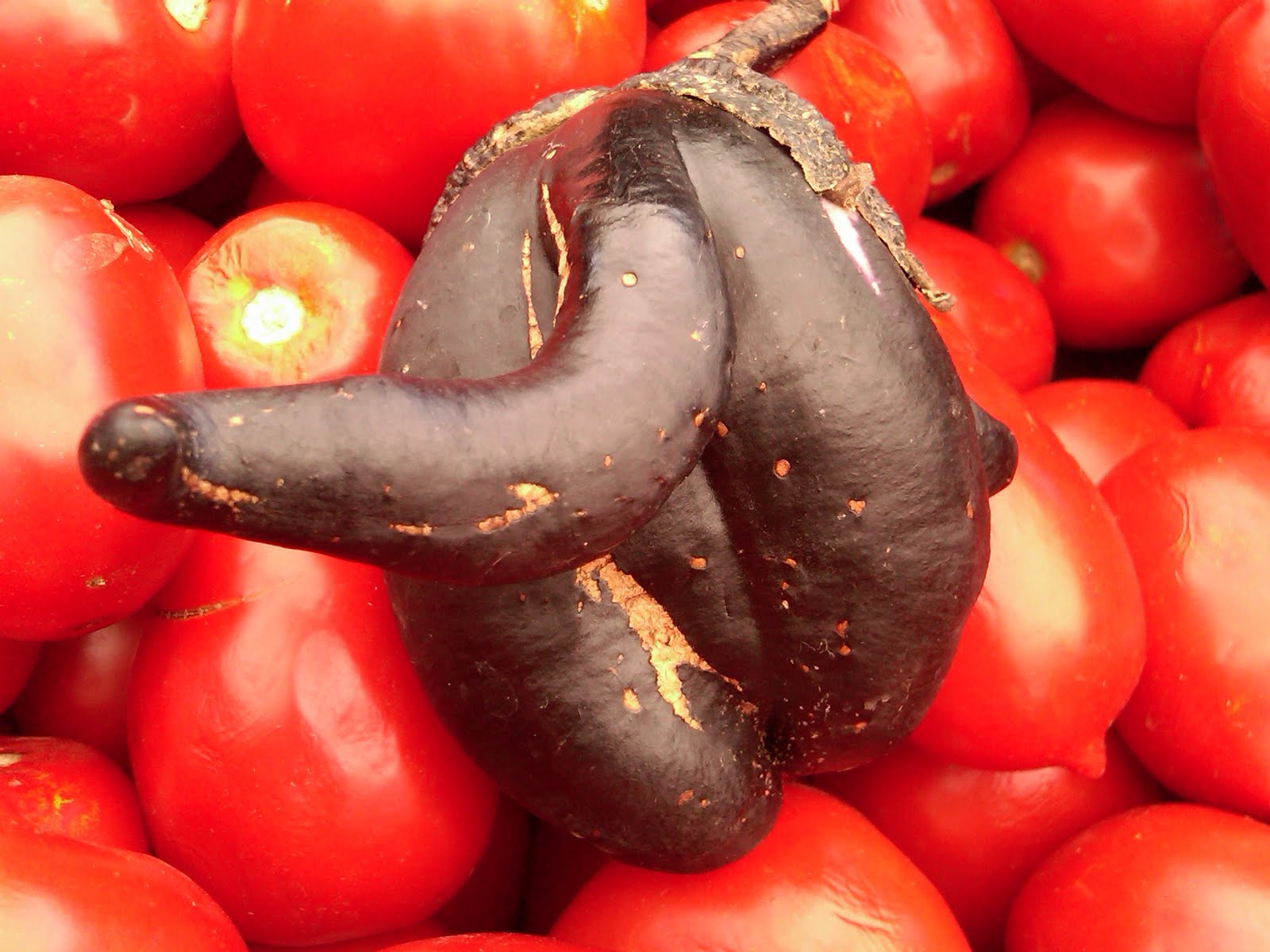 Little Dog Lost The Gallery Of Unusual Fruit 5 Little Dog Lost The Gallery Of Unusual Fruit 5