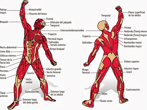 EDUCACIÓN FÍSICA "San Juan Bosco": Músculos