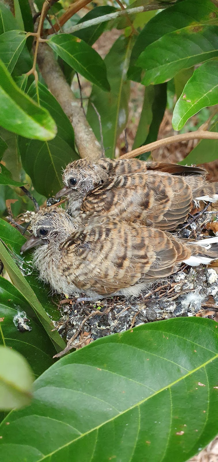 Warisan Petani: WW 164 : Anak Burung Merbuk