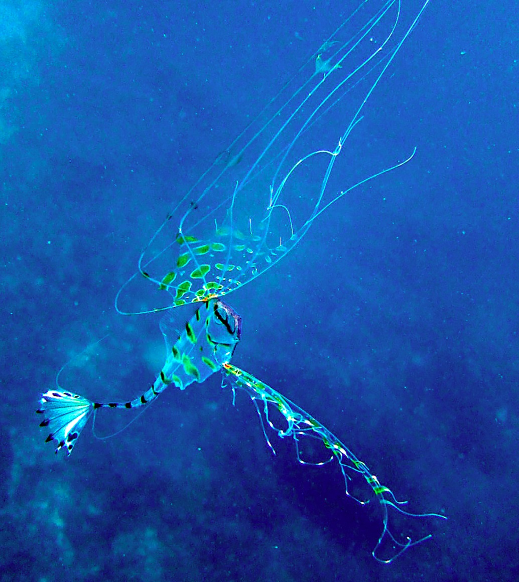 Species New to Science: [Ichthyology • 2021] A Taxonomic Review of the ...